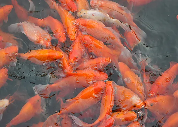 Viewing Fish at Flower Harbor, Red Carp Pond, West Lake, Hangzhou