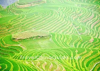 Longji Rice Terraces, Longsheng Dragon’s Backbone Rice Terraces