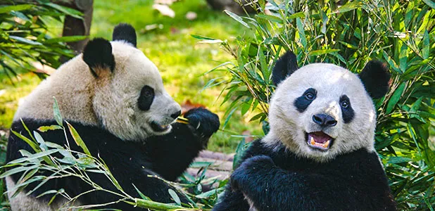 Chengdu Travel Guide: Location, Tips, Map, Attractions