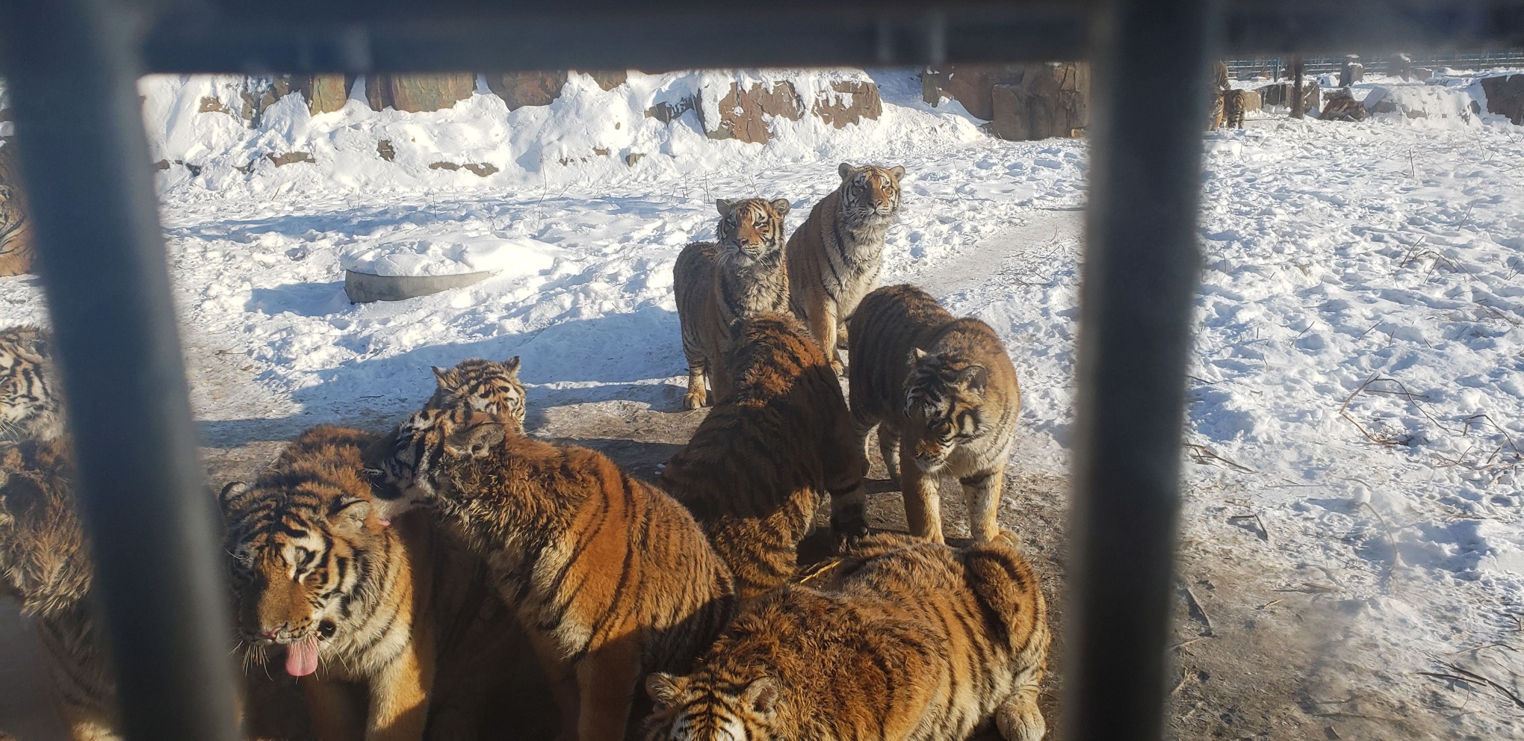 Harbin Siberian Tiger Park Tickets Online Booking
